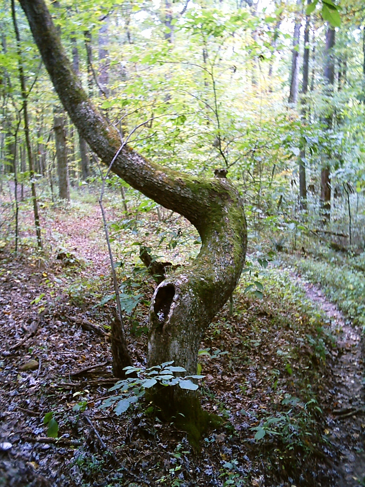 Blue Moon Acres, LLC - Trail Pictures